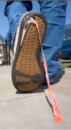 [Weird world] Non-stick chewing gum, a frog in bottle of wine