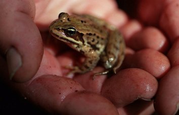 [Weird world] Non-stick chewing gum, a frog in bottle of wine