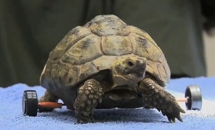 Turtle on wheels