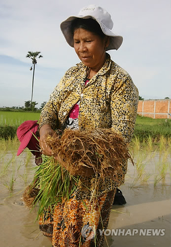 CAMBODIA RICE EXPORT