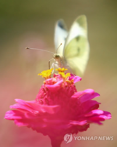 BELARUS NATURE BUTTERFLY