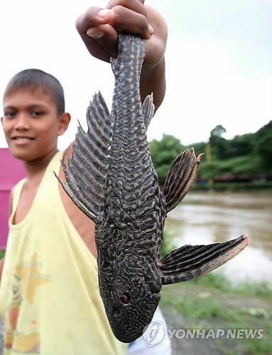 PHILIPPINES JANITOR FISH
