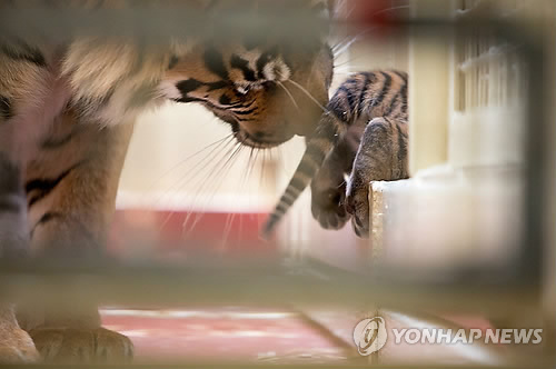 USA ANIMALS SUMATRAN TIGER CUB