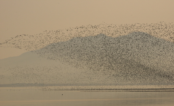 A flock of Baikal Teal at sunset