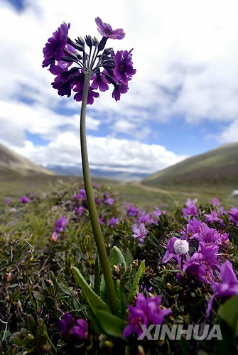 CHINA-TIBET-YADONG COUNTY-SCENERY (CN)