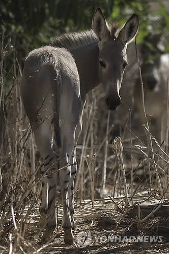 MIDEAST ISRAEL ANIMALS