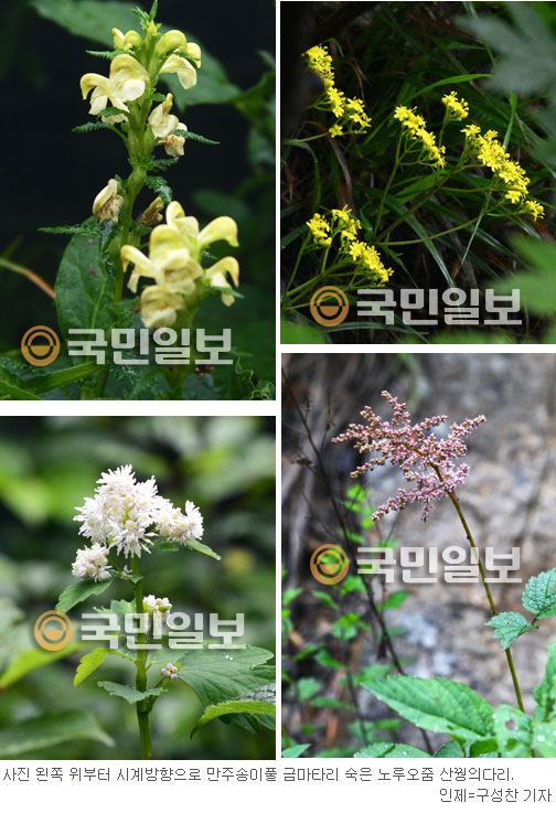 [임항 논설위원의 '그 숲길 다시 가보니'] 한계령이 품은 희귀식물