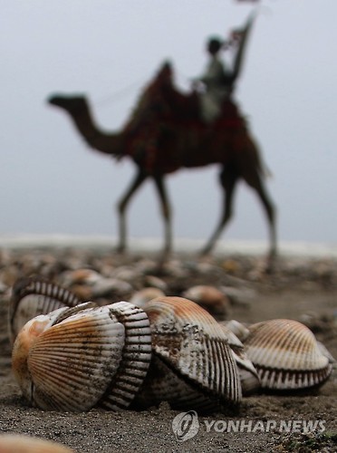 PAKISTAN SEA SHELLS