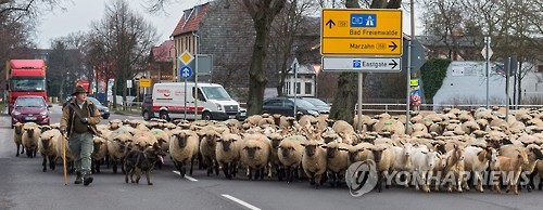 GERMANY CURIOSITIES SHEEP CITY