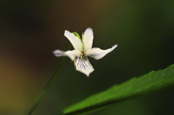 [식물도감] 왕제비꽃