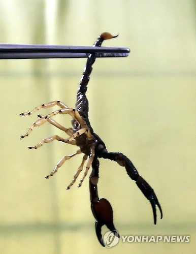 PAKISTAN ANIMALS BLACK SCORPION SEIZED