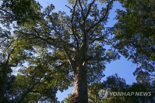 SOUTH AFRICA NATURE OUTENIQUA YELLOWWOOD