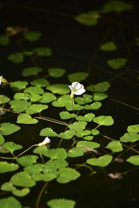 [식물도감] 수염마름