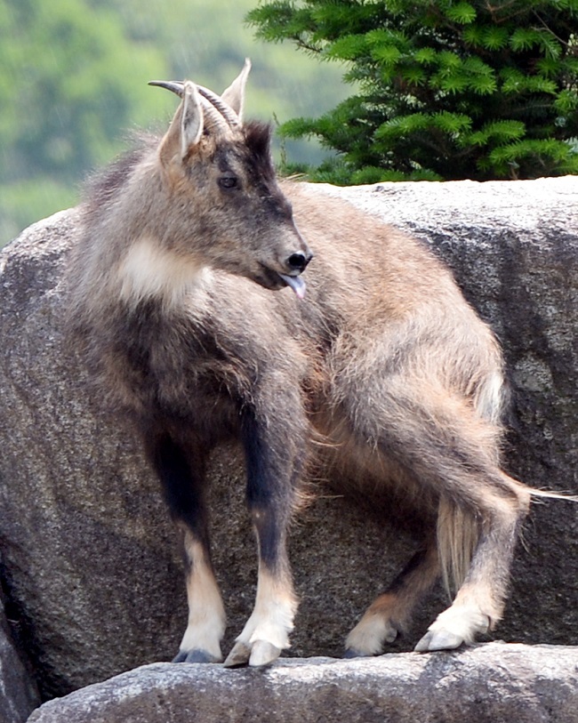 [Eye Plus] Bringing back endangered gorals