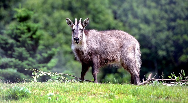 [Eye Plus] Bringing back endangered gorals