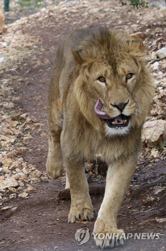 Jordan Lions Rescued