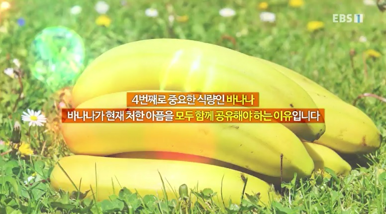 마다가스카르의 바나나 나무