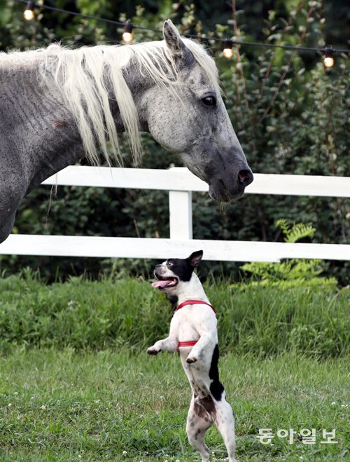 [고양이 눈]한 뼘만
