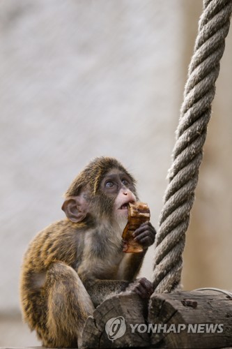 PORTUGAL BRAZZA MONKEY