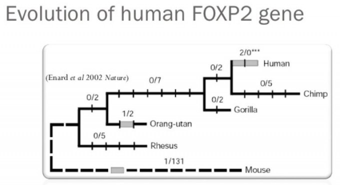 [강석기 과학카페] 한때 언어 유전자로 불렸던 FOXP2 이야기