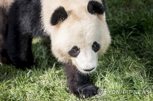 DENMARK ZOO PANDAS