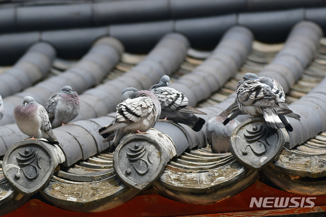 국립생태원, 멸종위기 양비둘기 보전 위해 집비둘기 포획