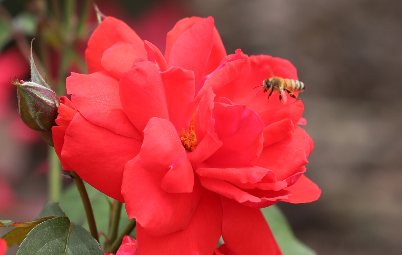 [Photo News] May roses bloom