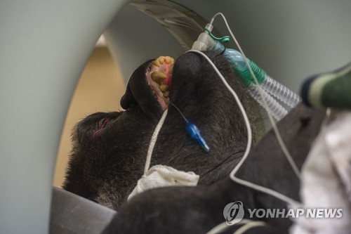 South Africa Gorilla Scan