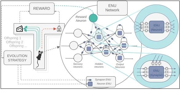 '진화 가능한 AI' 나왔다..새로운 생물학적 알고리즘 개발