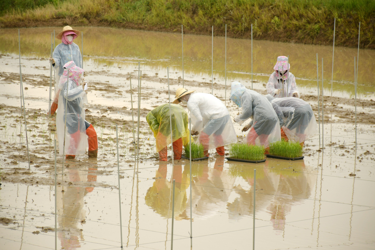[Photo News] Spring rice-planting season begins in Korea