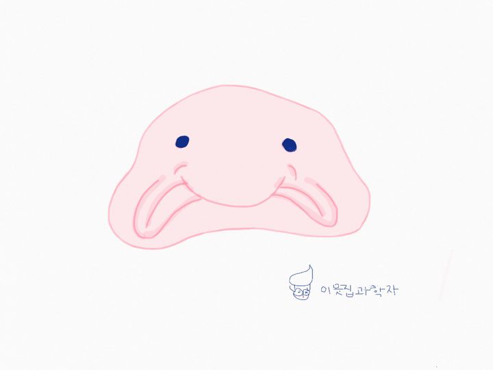 세상 가장 못생긴 물고기 한국에도