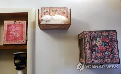 IRAN PHOTO SET PERSIAN CAT CAFE MUSEUM