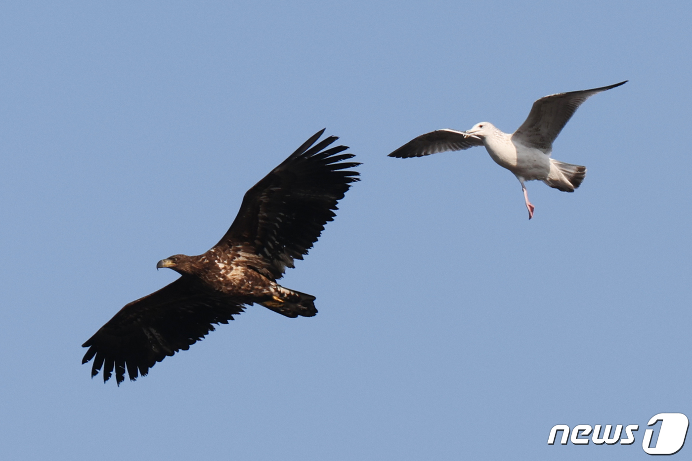 외다리 갈매기의 도발