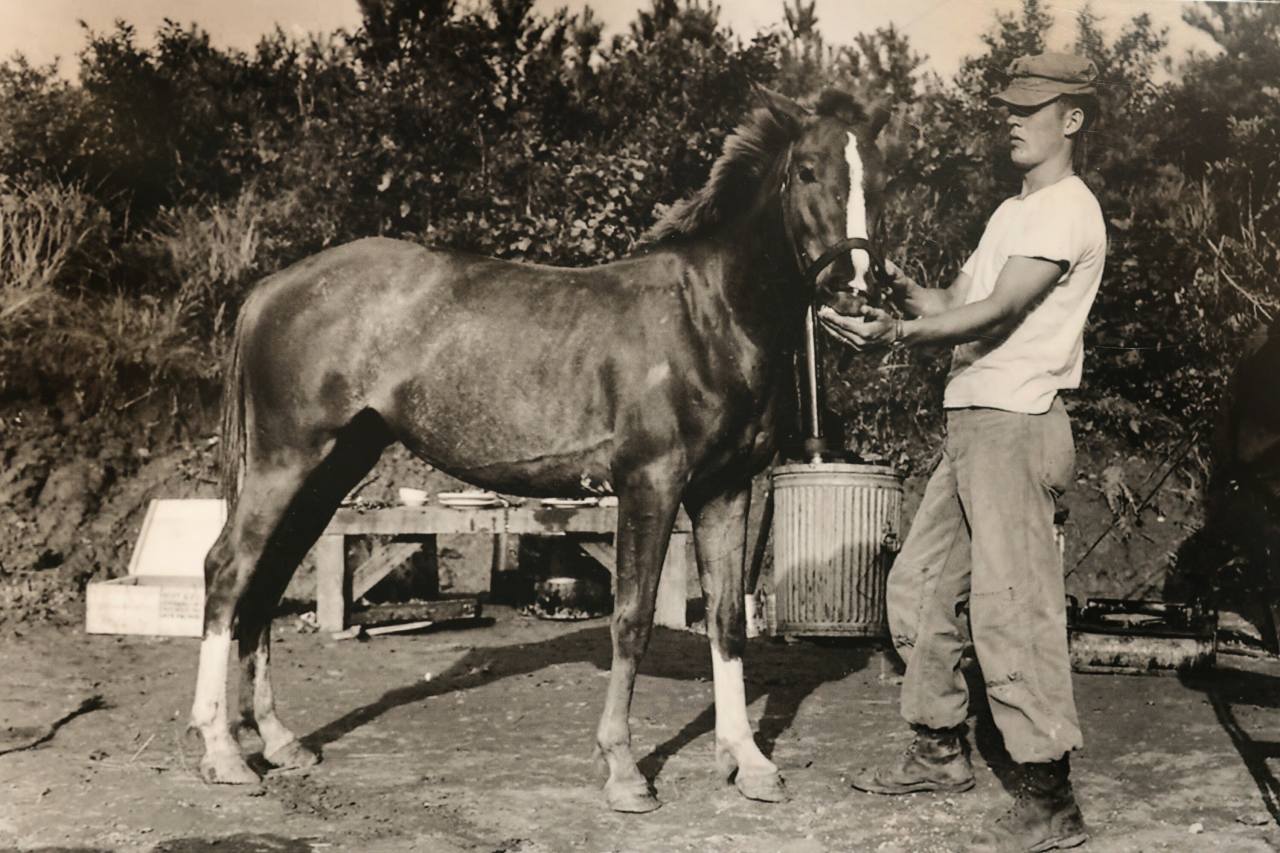 [Visual History of Korea] Staff Sgt. Reckless -- Korean warhorse ...