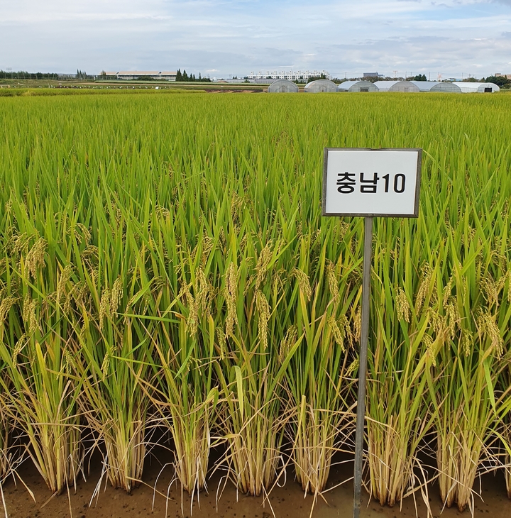 충남도 농업기술원, 신품종 쌀 '향진주' 개발