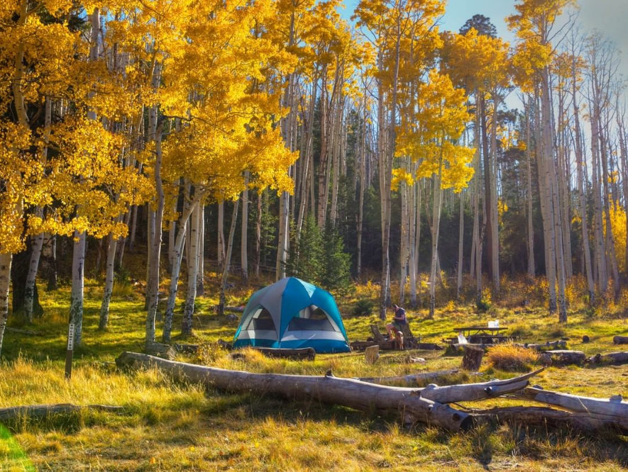 지구상에서 가장 크고 오래된 생물이 있는 캠핑장 | 여행+
