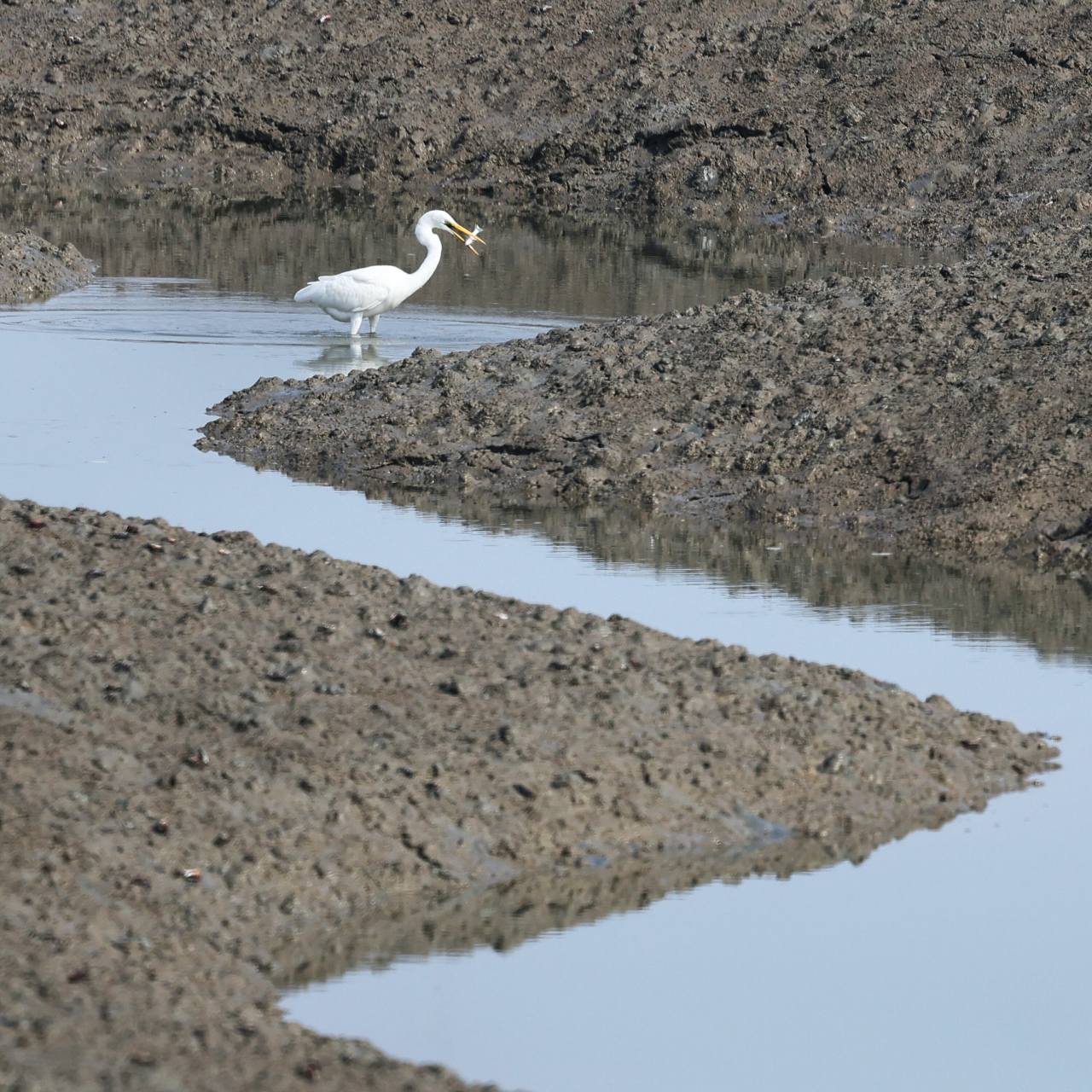 [Visual History of Korea] Getbol, the Korean tidal flats and ...
