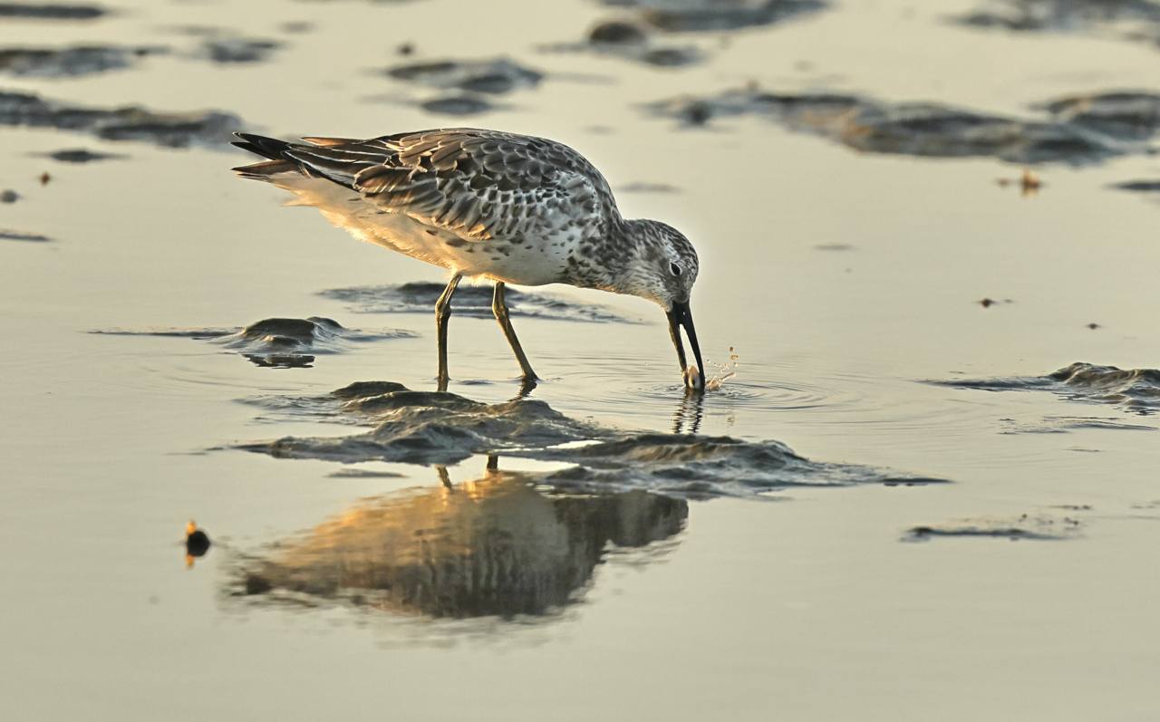 [Visual History of Korea] Getbol, the Korean tidal flats and ...