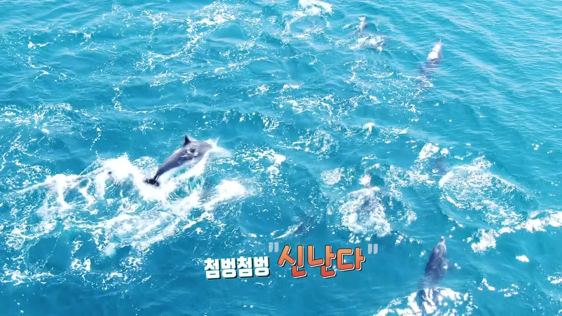 [영상] 남방큰 돌고래 가족의 여름 피서