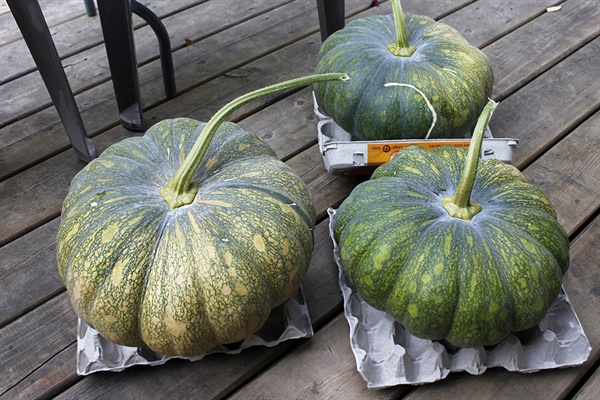 가을은 호박의 계절이지만, 이건 맛이 없어요 [자연과 가까운 삶]