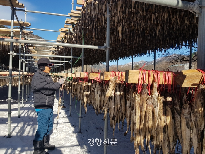 뼛속까지 파고드는 냉기가 반갑다는 산촌 사람들···‘황태 고장’ 인제 용대3리[현장에서]