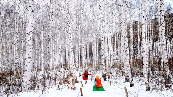 겨울낭만, 3주 뒤엔 못 본다…연 40만명 찾는 '인제 자작나무 숲'