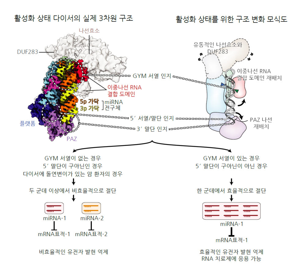 [과학]'다이서' 작동 원리, 3차원 구조 규명...IBS, RNA 치료제 가능성 열다