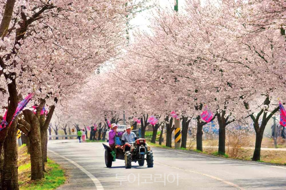 경북 벚꽃 명소 23선에서 행복한 봄꽃여행 추억을!