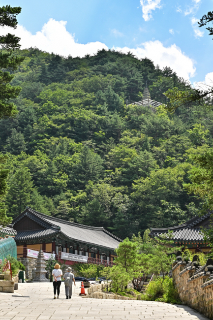 [한국의 산티아고 - 운탄고도를 가다] 7. 막장의 땀·눈물 스민 땅, 야생화 뒤덮인 천상의 화원으로