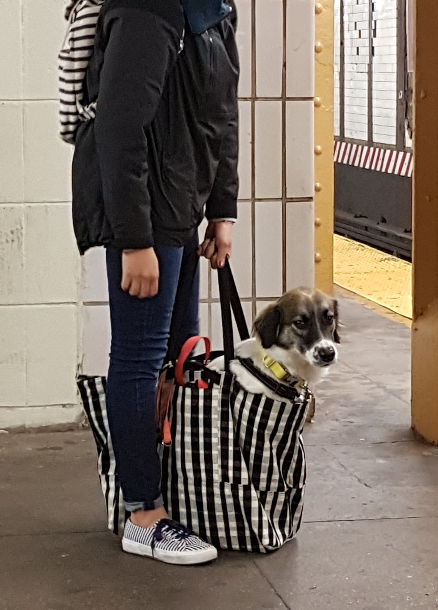 뉴욕 지하철에서 23kg 나가는 개 '루미'를 배낭에 넣어 다니는 이유는?! | koreadognews