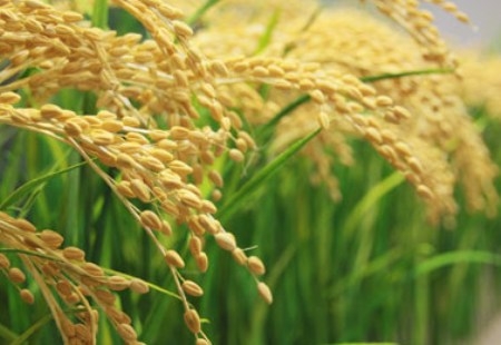 Korean government to sign K-Rice belt MOUs with 7 African countries