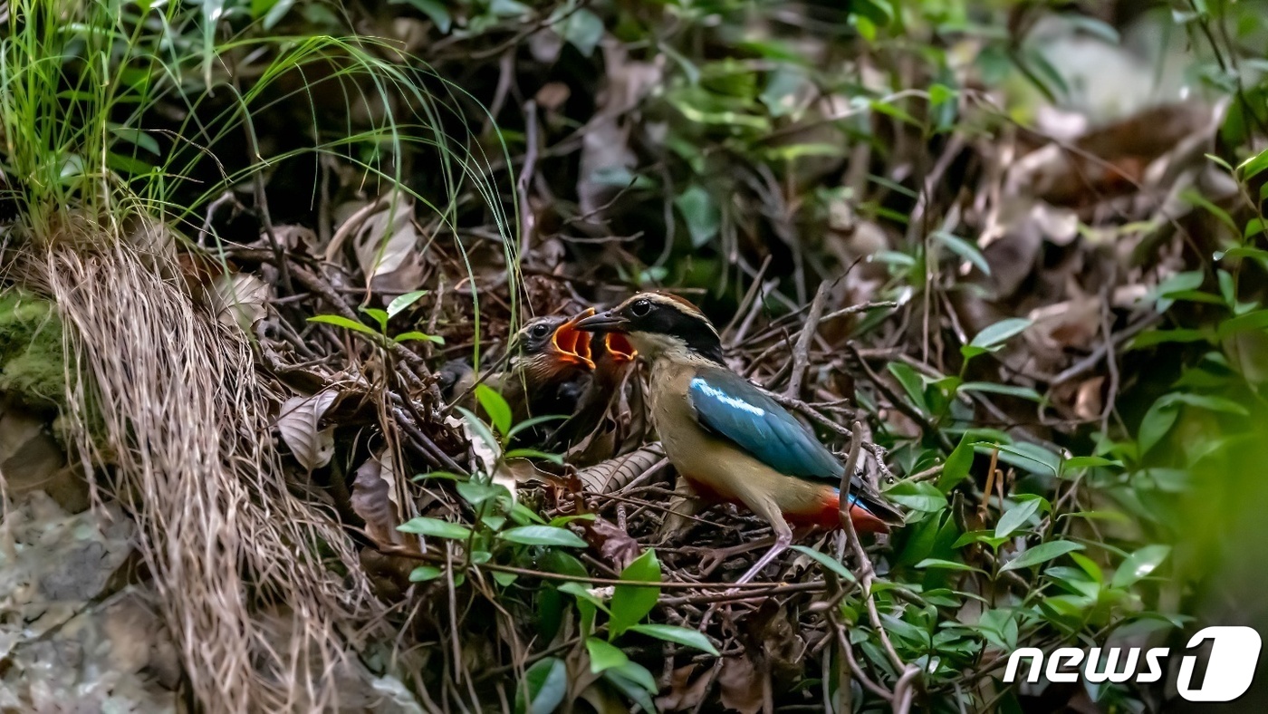 거제 시민단체 “거제남부관광단지서 멸종위기 팔색조 둥지 여럿 확인”