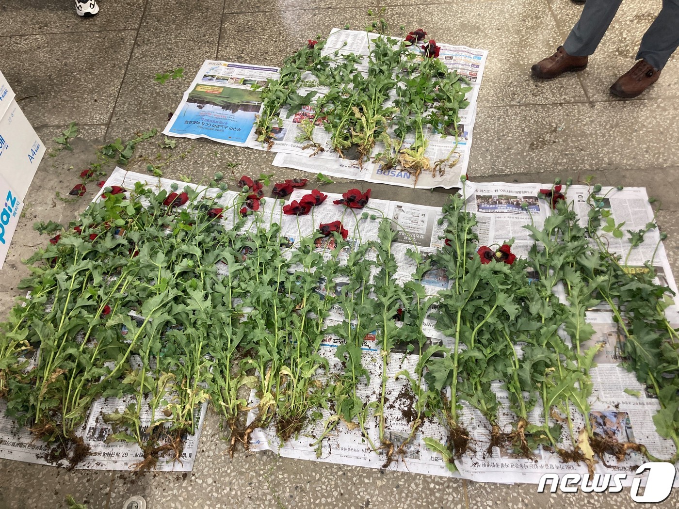 식용 관상용 부산서 양귀비 불법재배 135명 적발…3028주 압수