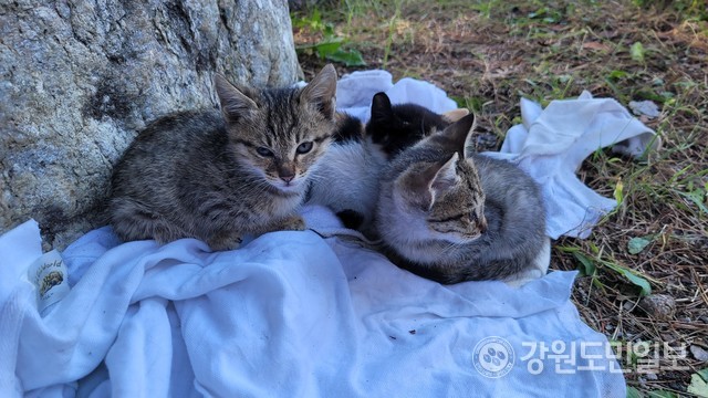 고양이 Ai 두번째 확진 방역 비상